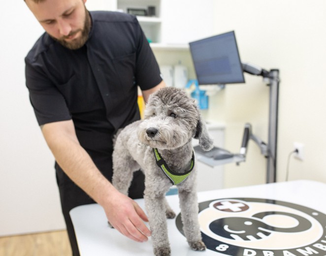 Veterinarijos klinika Vilniuje | Vet klinika 8 DRAMBLIAI